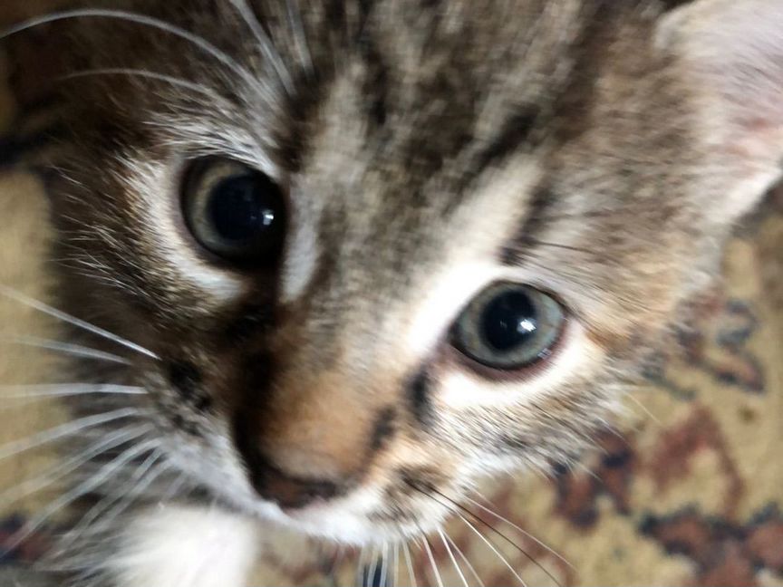 Котята в добрые руки тигриной расцветки