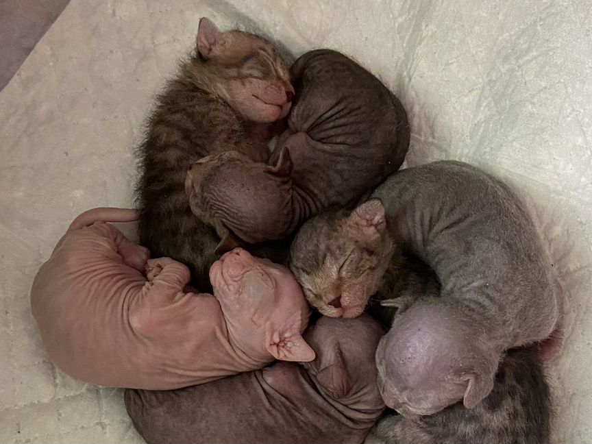 Донской сфинкс котята