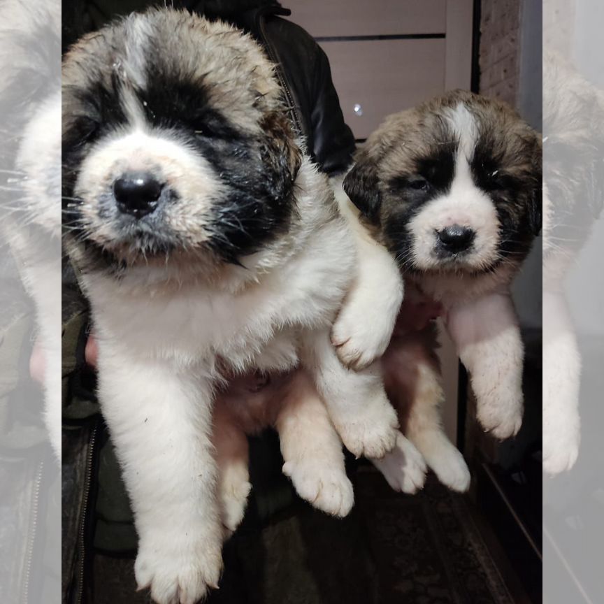 Московская сторожевая, щенок