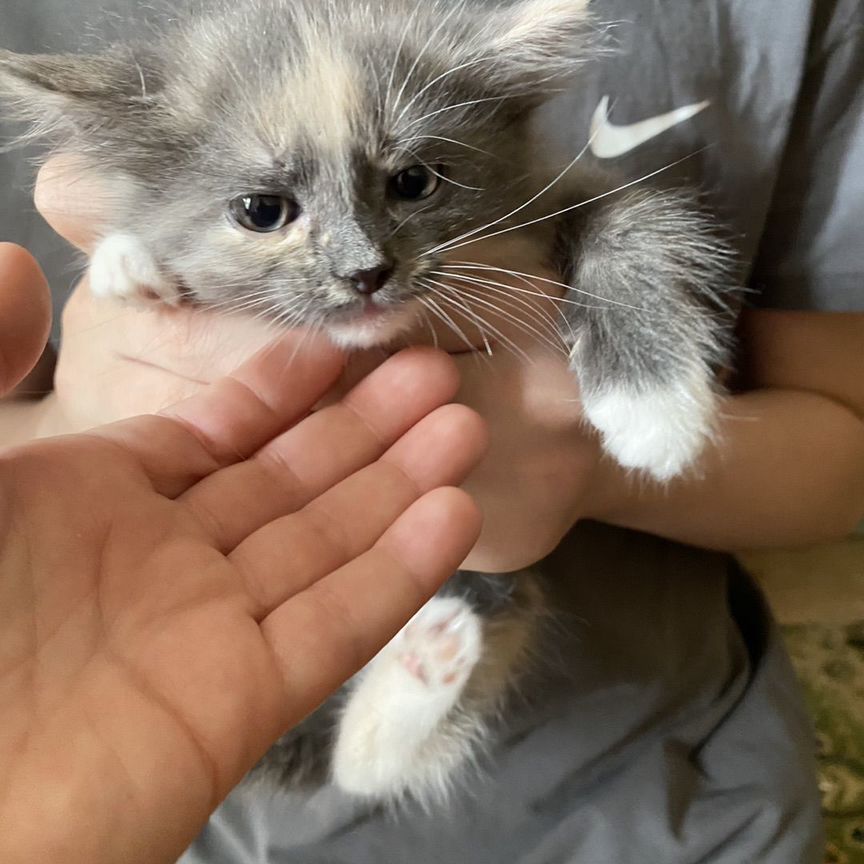 Котята бесплатно