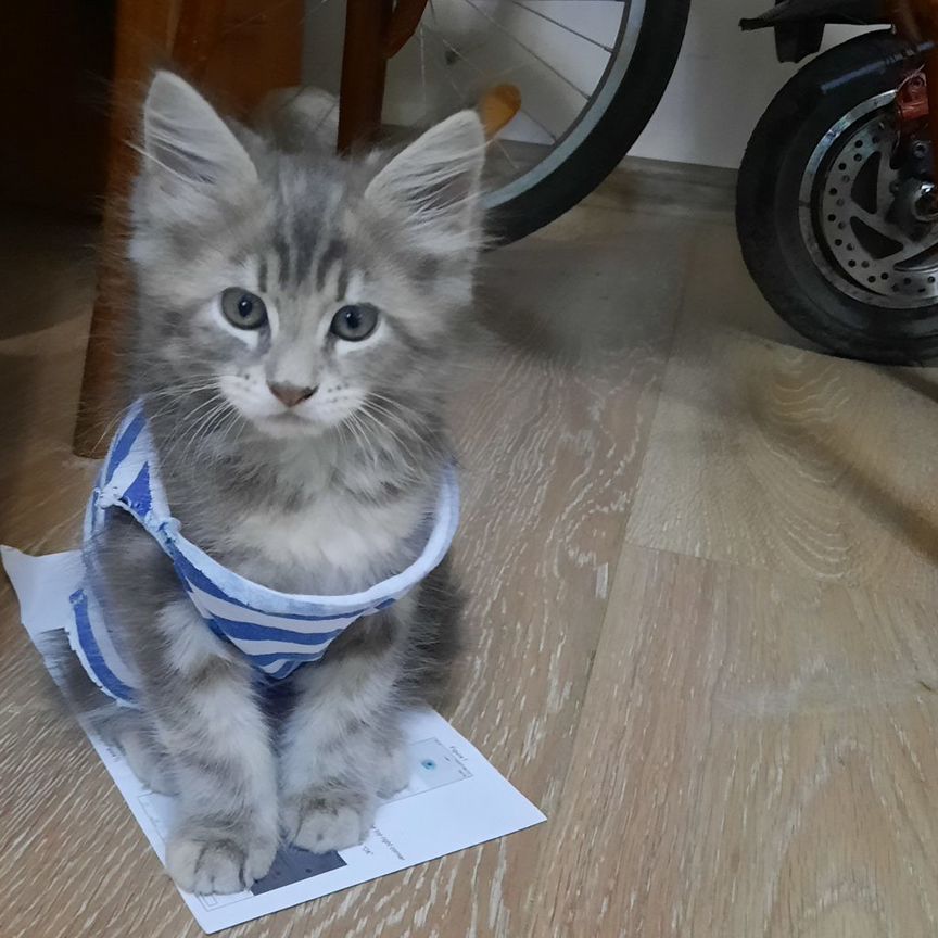 Продам котят мейн-кун