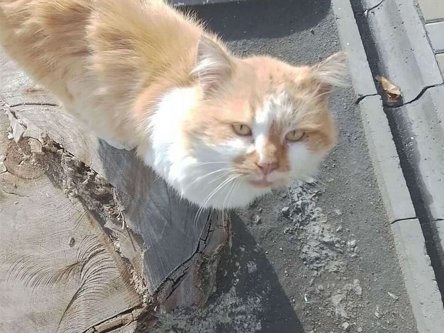 Кот