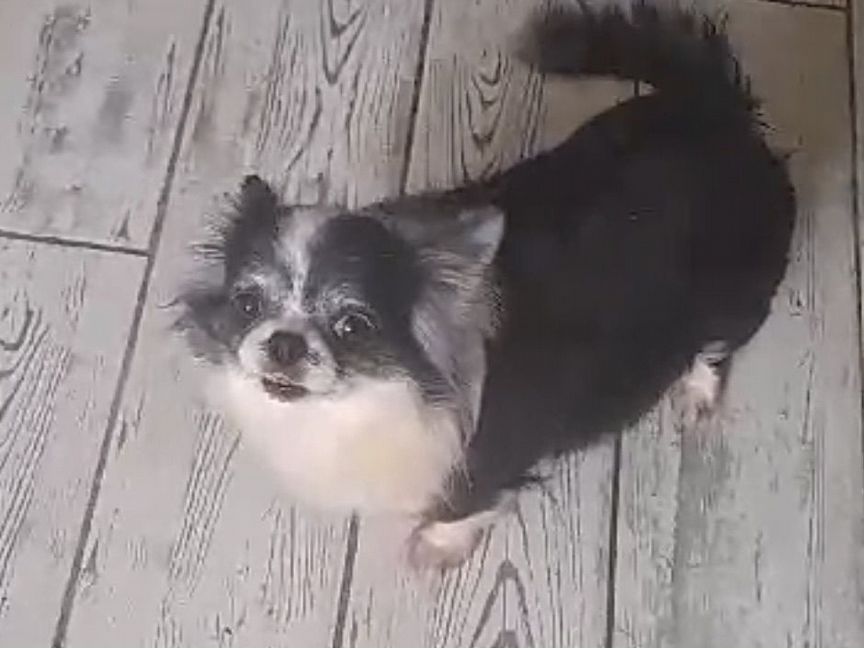 Чихуахуа девочка взрослая дш