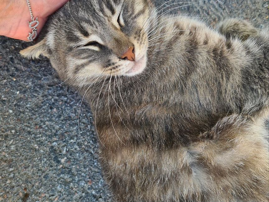 Ласковый красивый котик замерзает на улице
