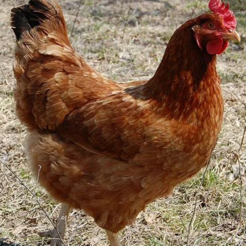 Куры несушки породы Ломан Браун