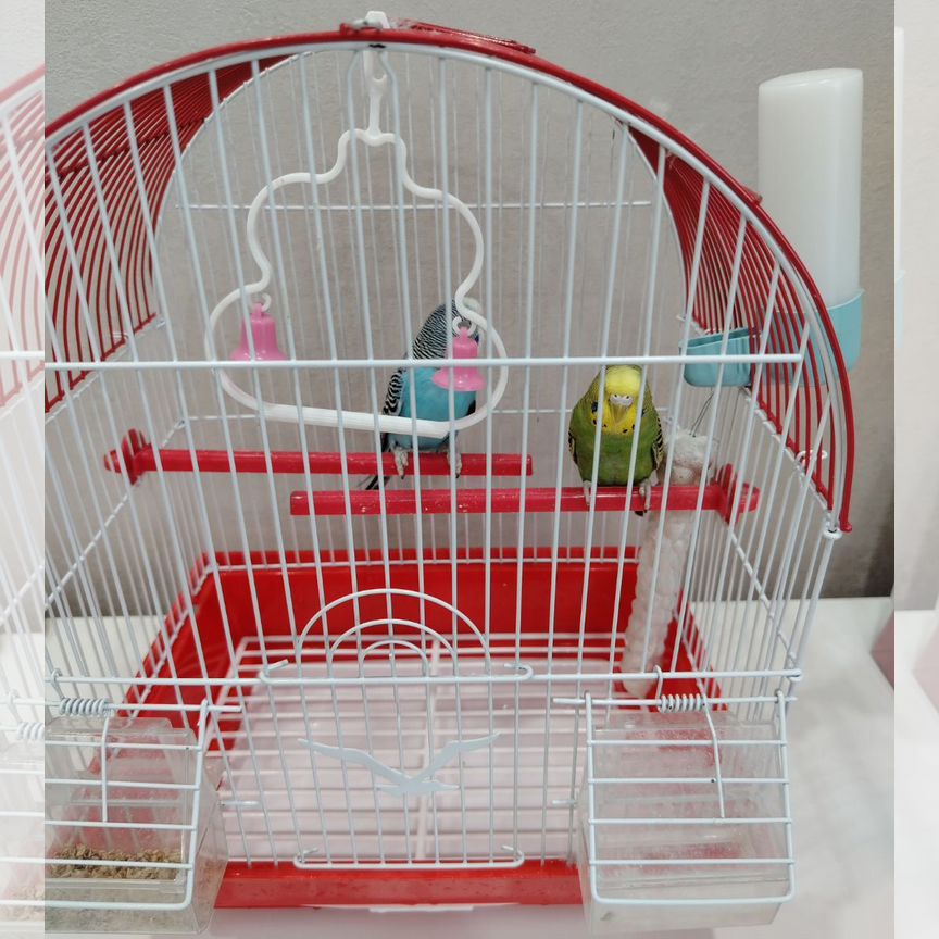 Волнистый попугай