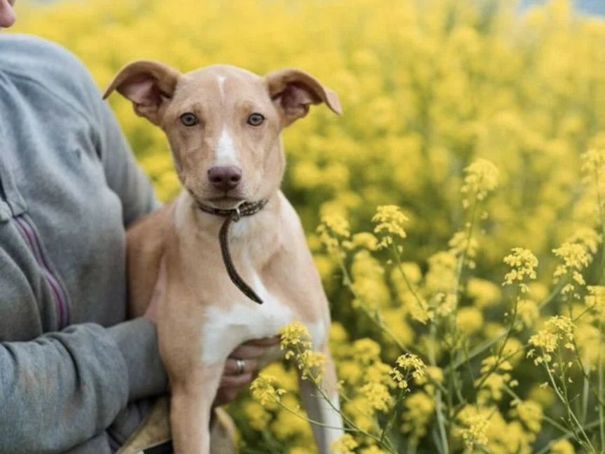 Левретка метис в добрые руки бесплатно
