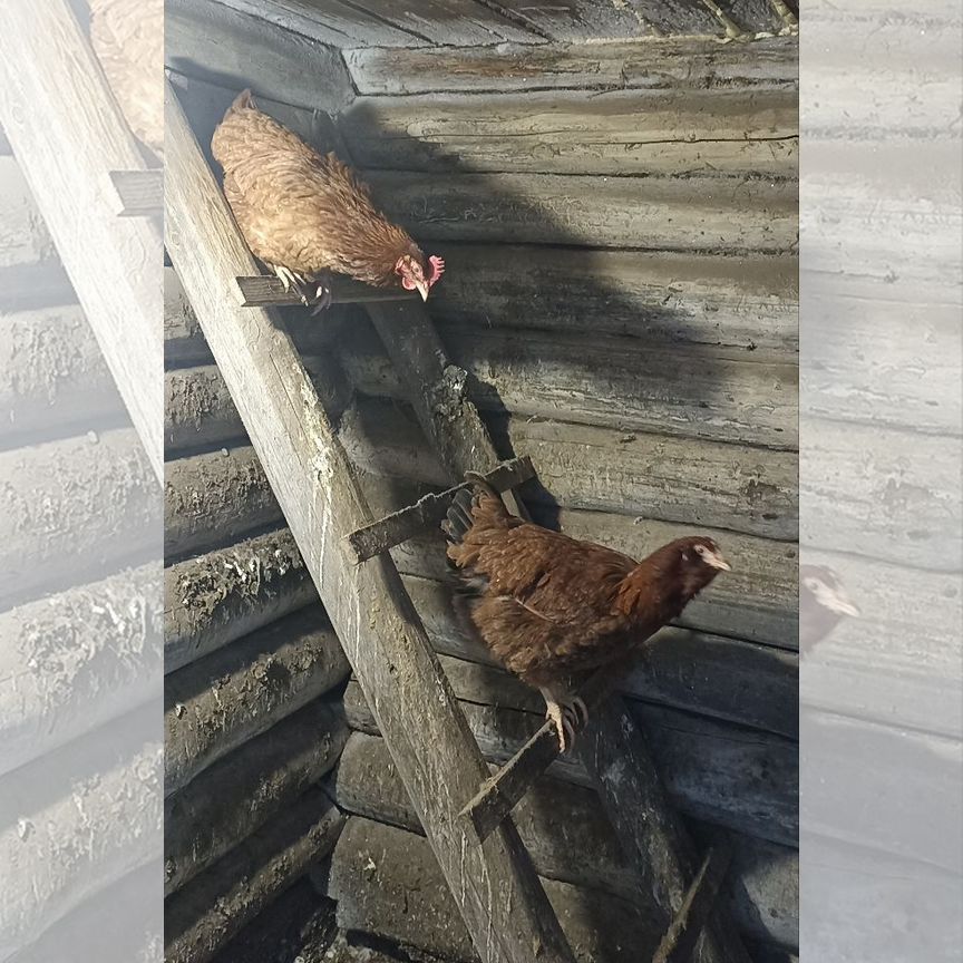 Куры несушки домашние