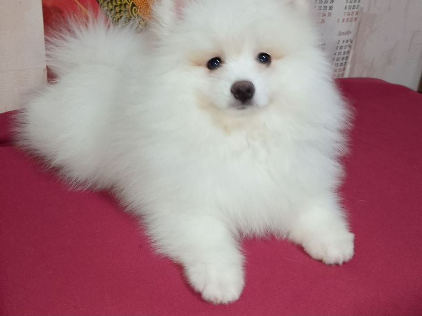 Миттельшпиц щенок мальчик.2 мес