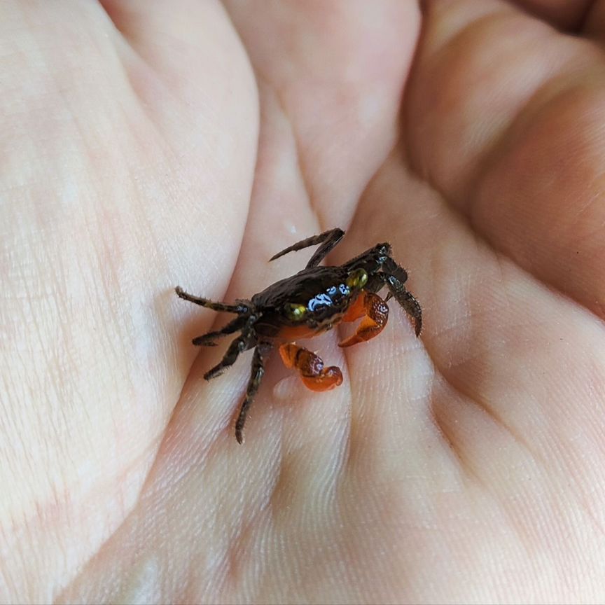 Краб geosesarma, сухопутный