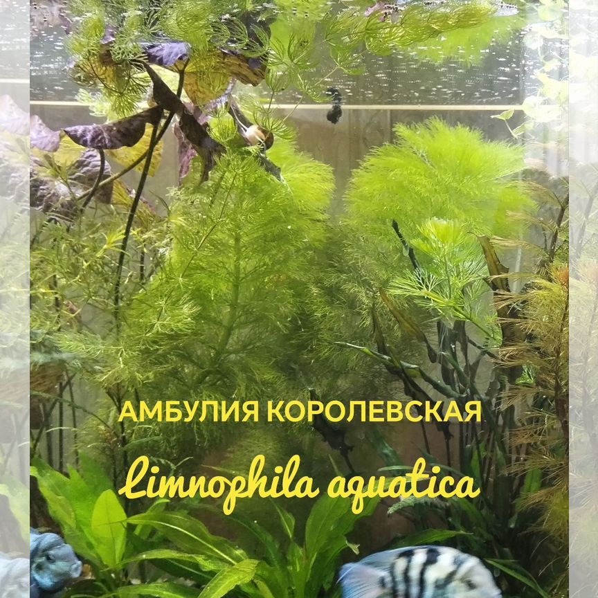 Амбулия королевская