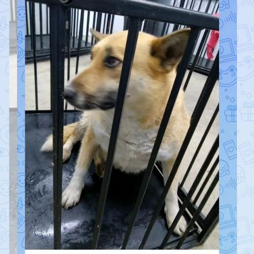 Взрослая собака в добрые руки