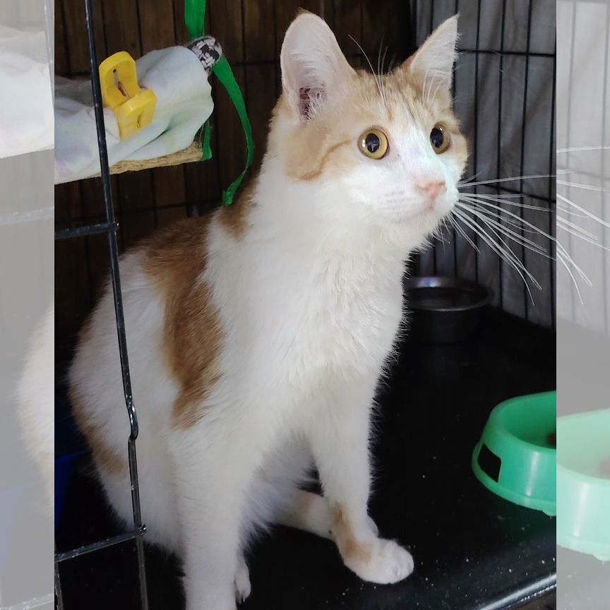 Взрослый кот в добрые руки