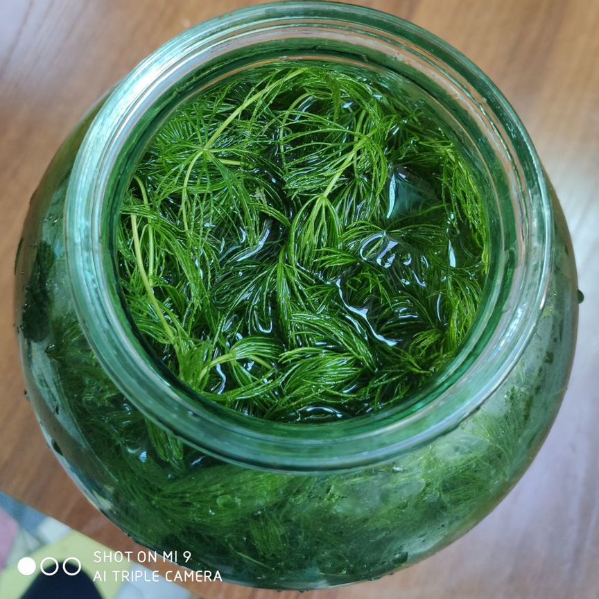 Трава в аквариум