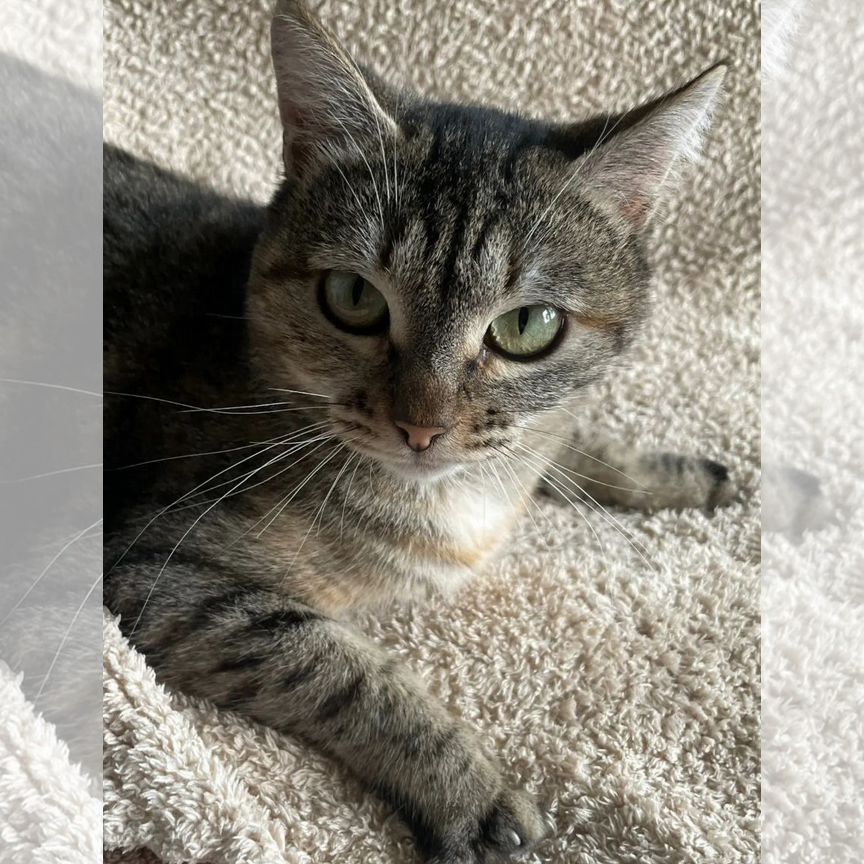 Взрослая, кошка в добрые руки