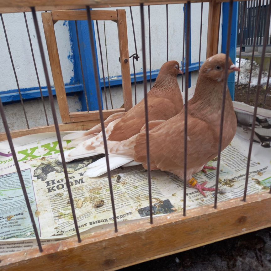 Голуби Ижевские жёлтые белохвостые гамбургские