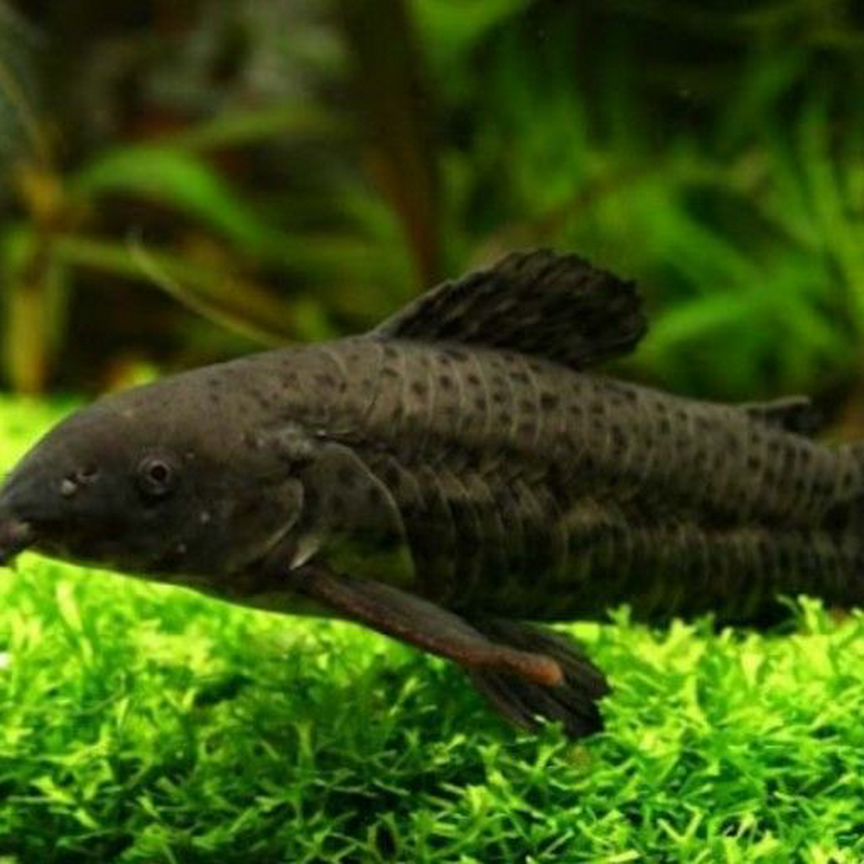 Сомик в хорошие руки