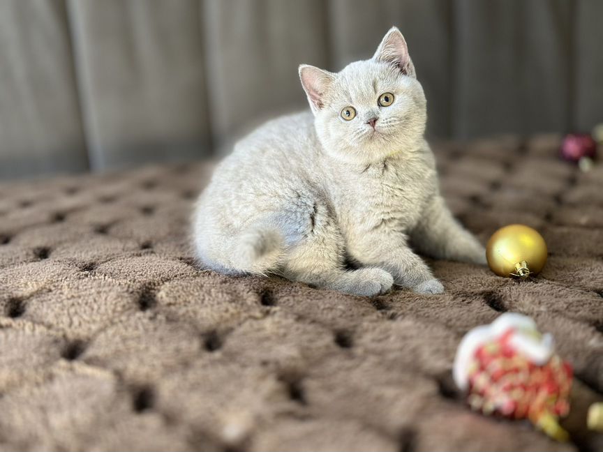 Британские котята