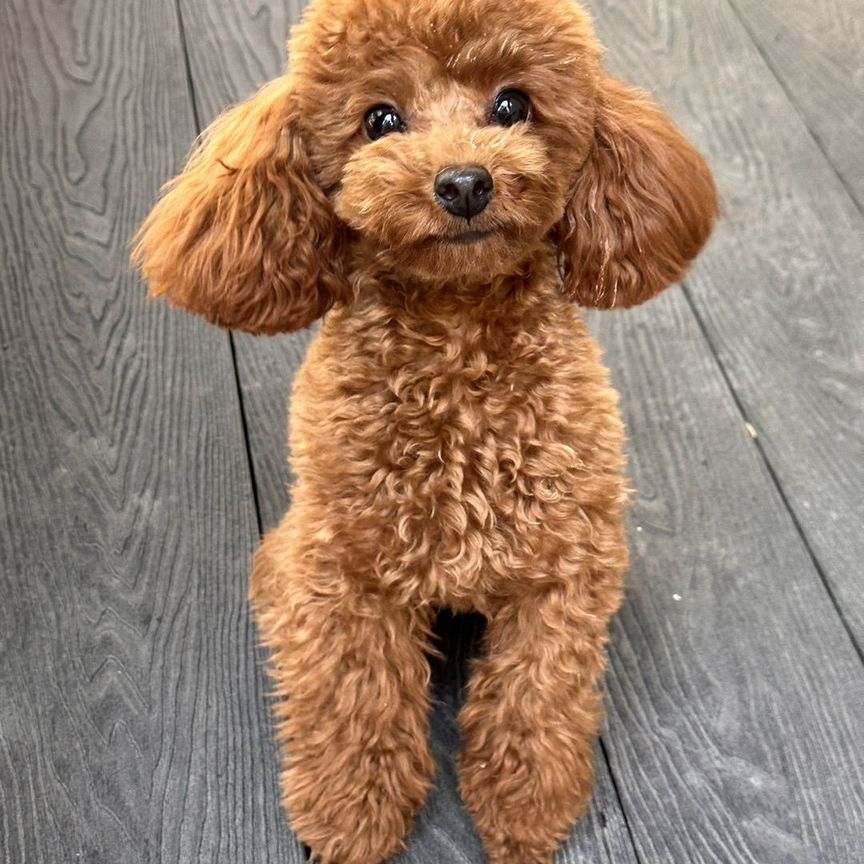 Той-пудель ред браун девочка