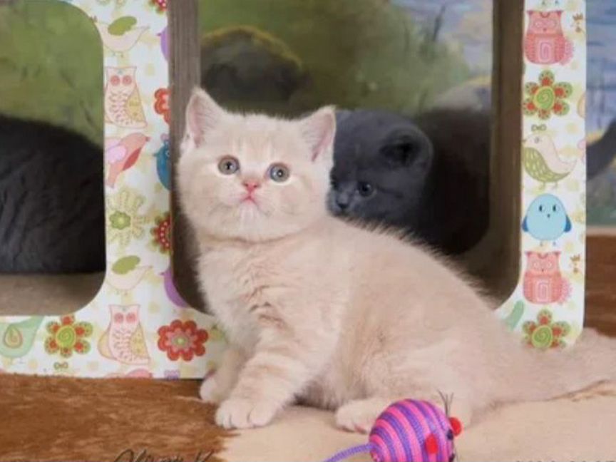 Кремовый мальчик