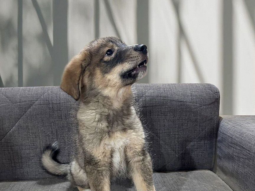 Милейший Батыр