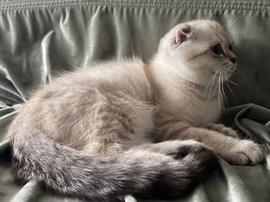 Шотландские вислоухие котята скотиш фолд