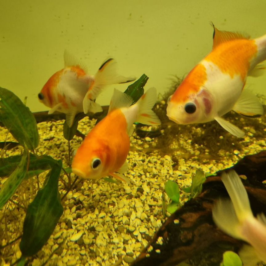 Золотые рыбки или цветные карасики)