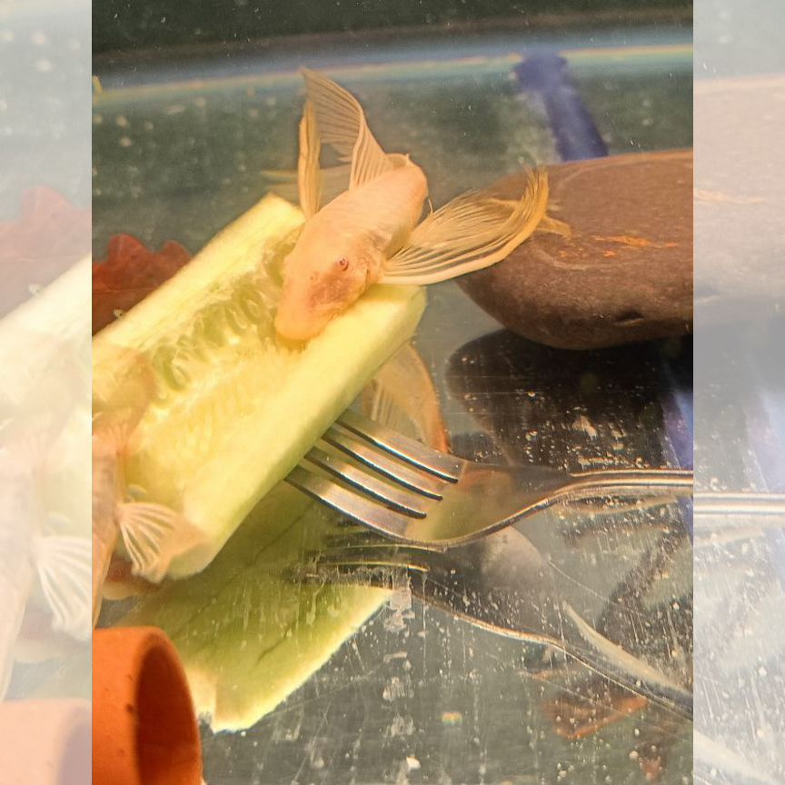 Анциструс Стрекоза