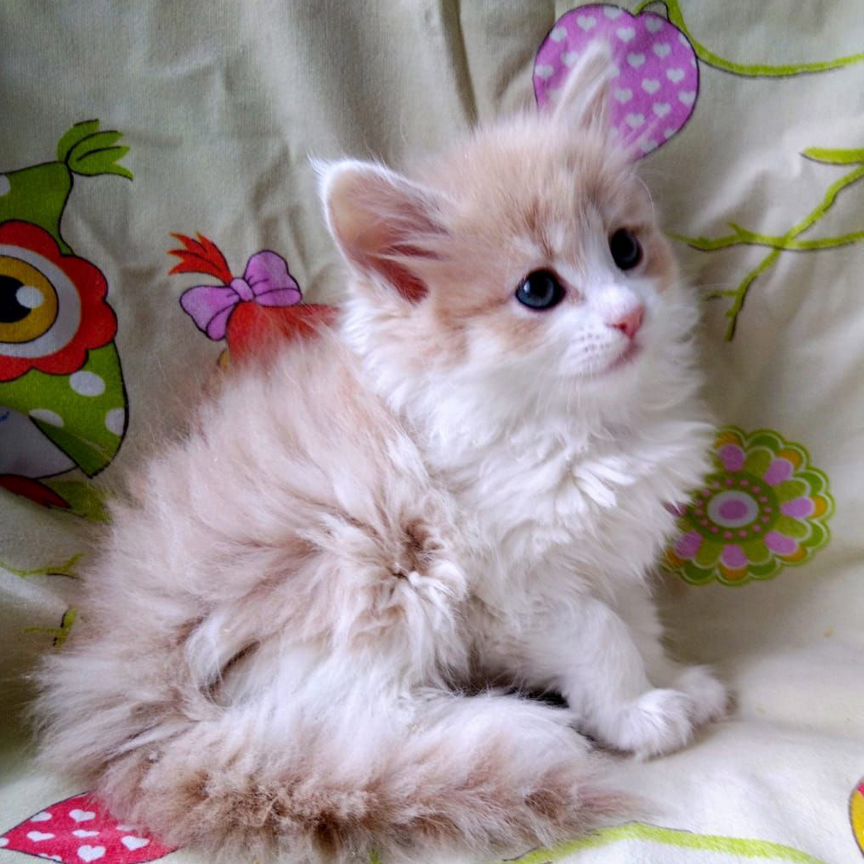 Сибирские котята