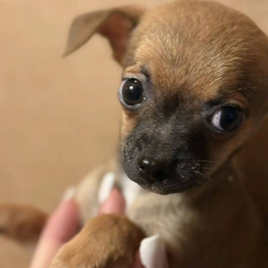 Чихуахуа, щенок