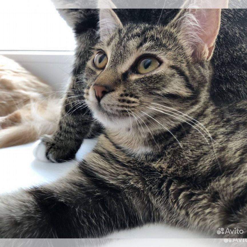 Красивая кошечка Лиза хозяева уезжают