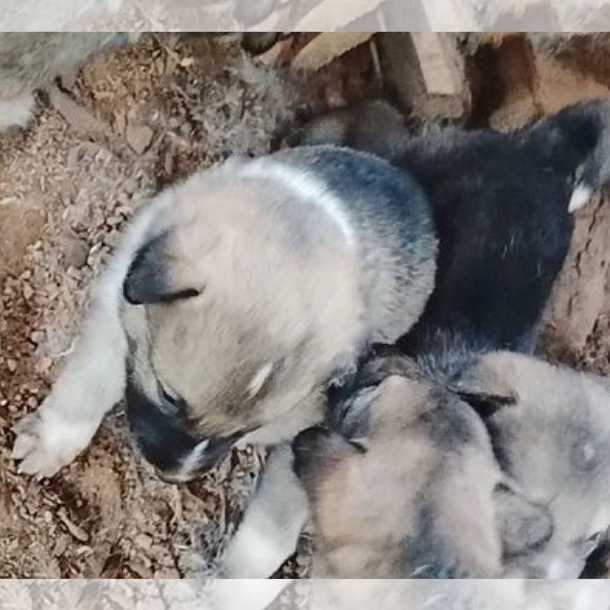 Щенок в добрые руки