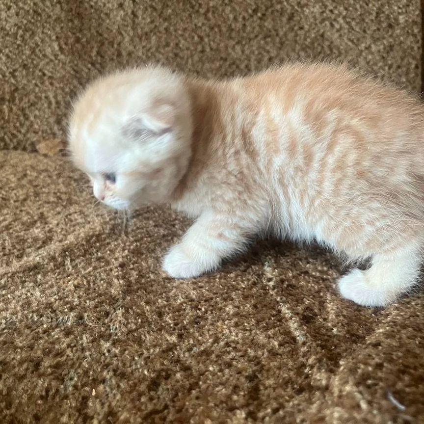 Шотландский вислоухий короткошёрстный котёнок