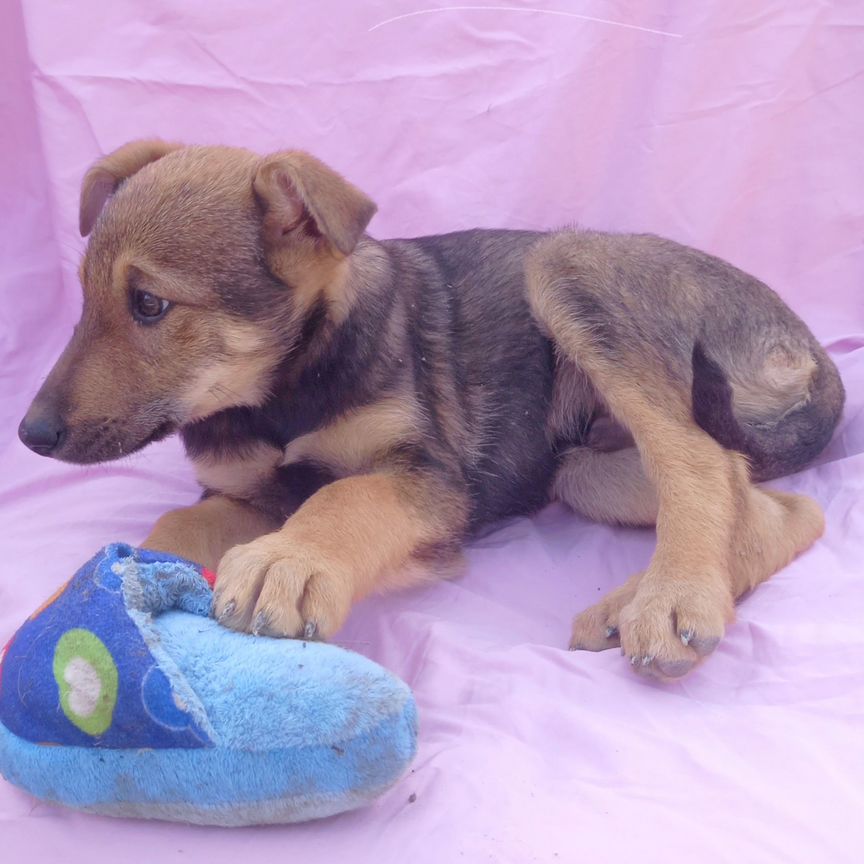 Щенок в добрые руки