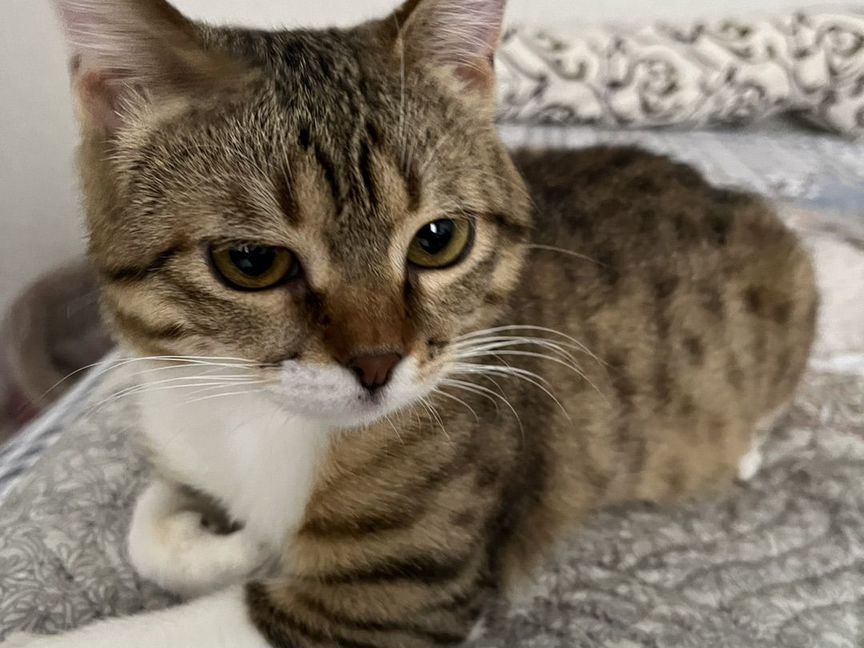 Отдам в добрые руки