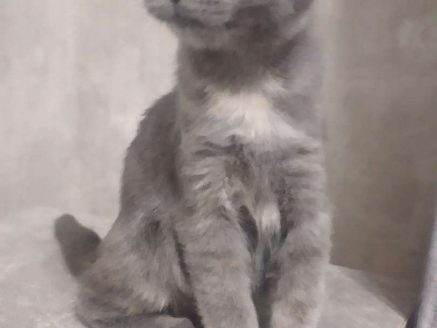 Кошка в дар