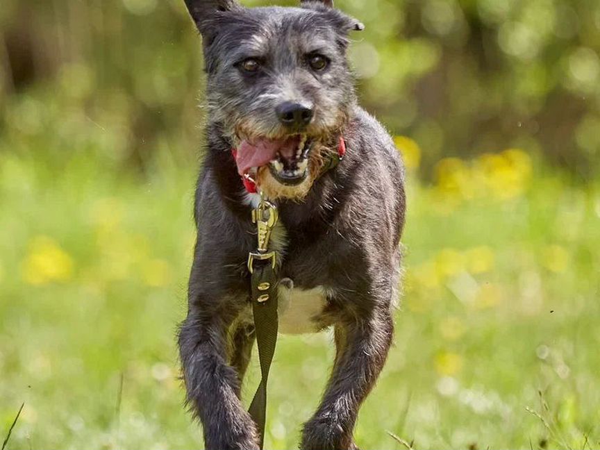 Самый спокойный песик для квартиры