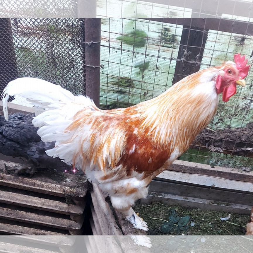 Продам живого лохмоногого петуха на племя
