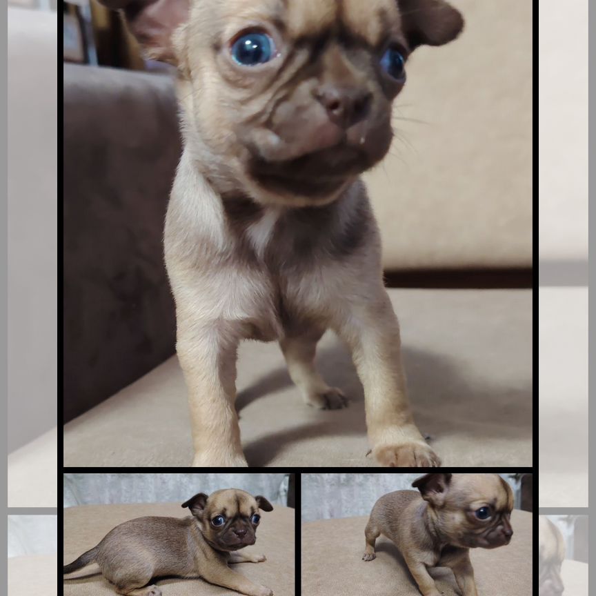 Чихуахуа, щенок