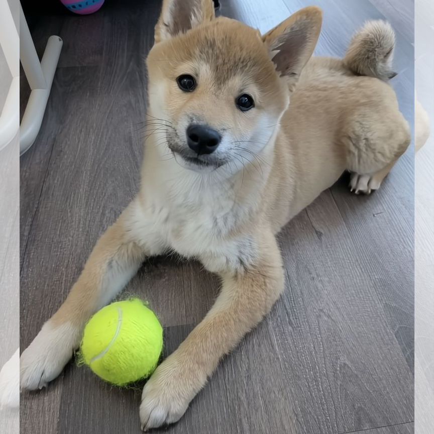 Сиба-ину, щенок