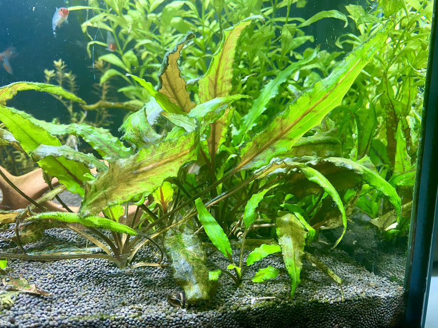 Криптокорина Вендта. Cryptocoryne wendtii