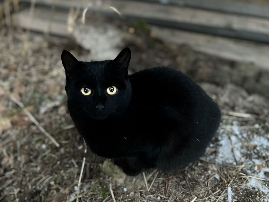 Черный котенок