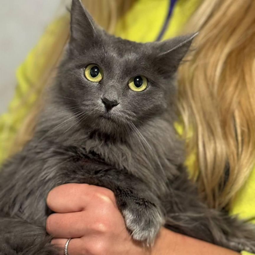 Румба, молодая кошка из приюта в добрые руки