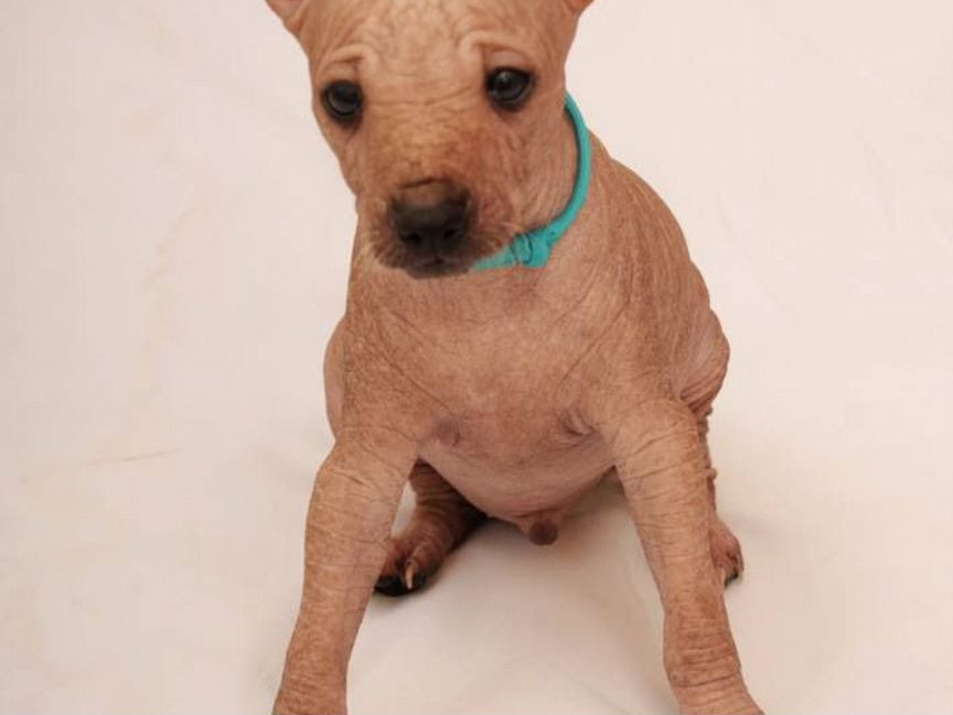 Ксолоитцкуинтли мексиканская голая