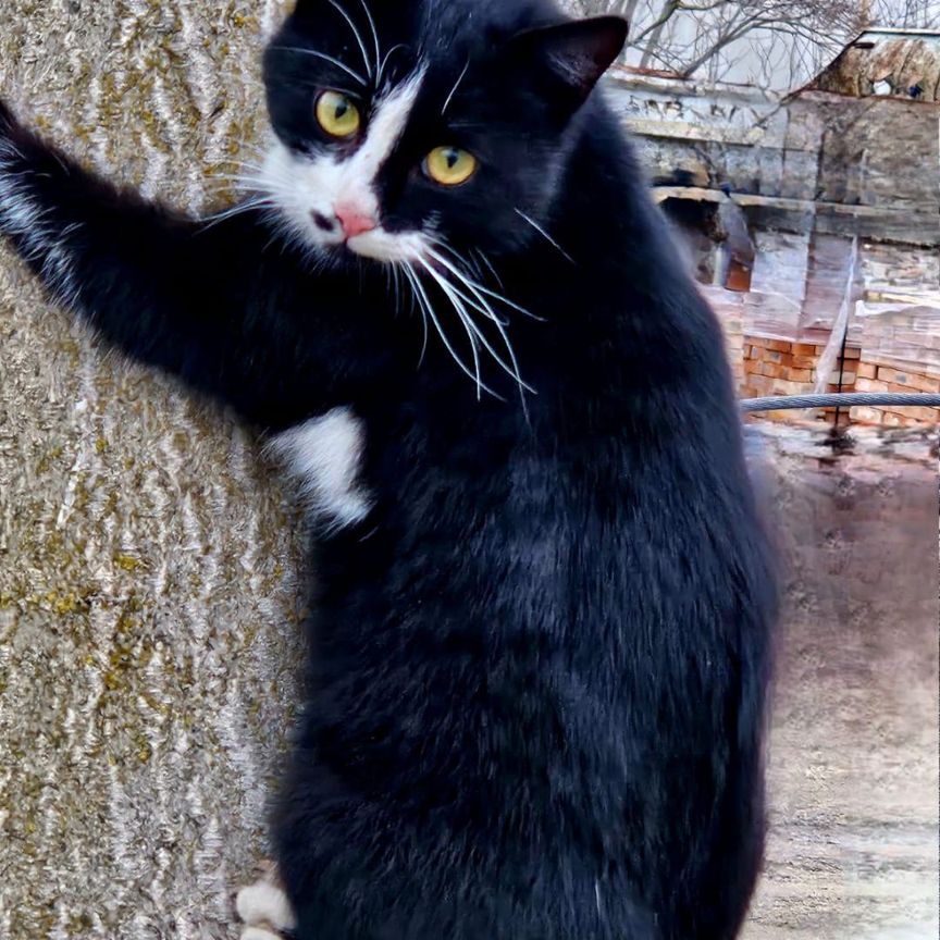 Кошечка 6 мес