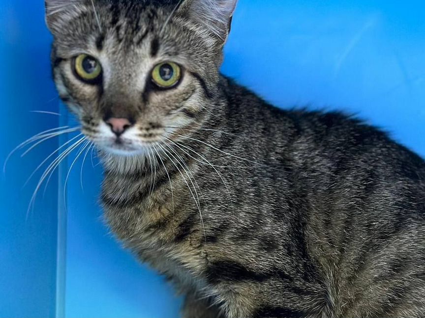 Самый печальный кот.Завтра его вернут на улицу