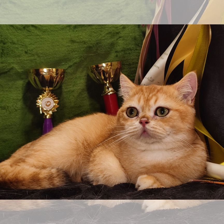 Британский короткошёрстный котёнок