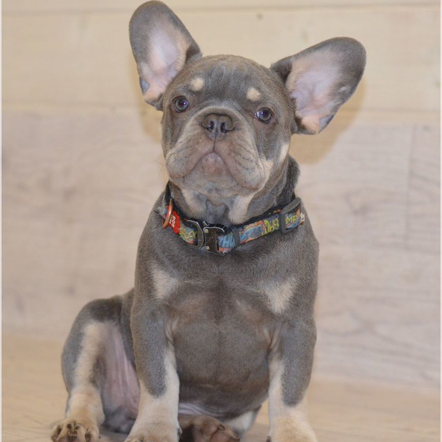 Французский бульдог, щенок
