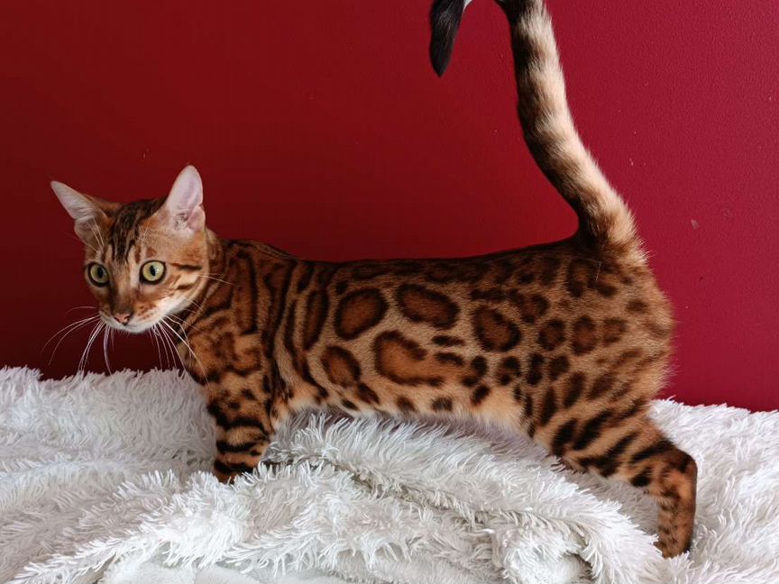 Бенгальская девочка