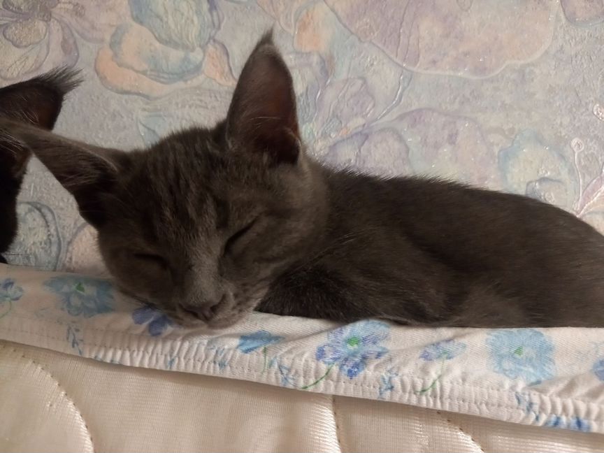 Котик